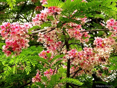 Cassia javanica – eFlora of India